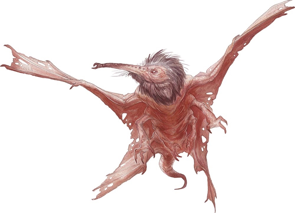 Stirge - Monsters - D&D Beyond